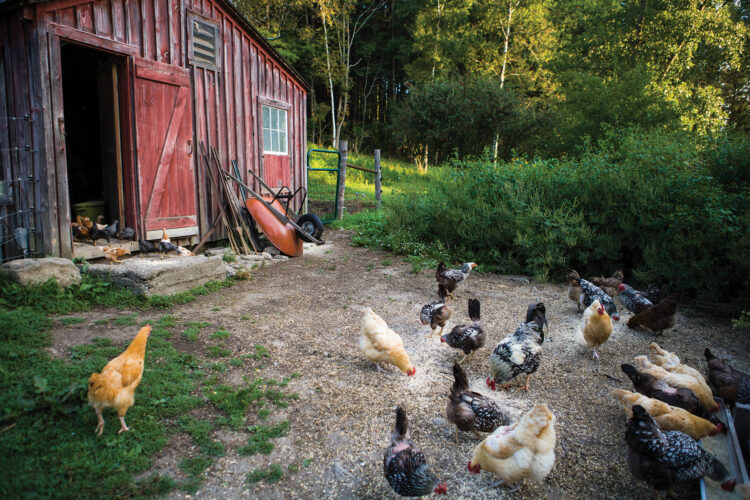 How to Raise Poultry on Pasture - Grit